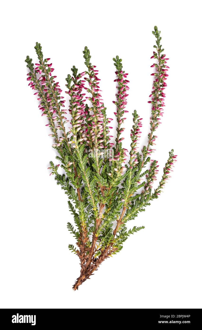 Calluna flowers (heather) isolated on white background Stock Photo - Alamy