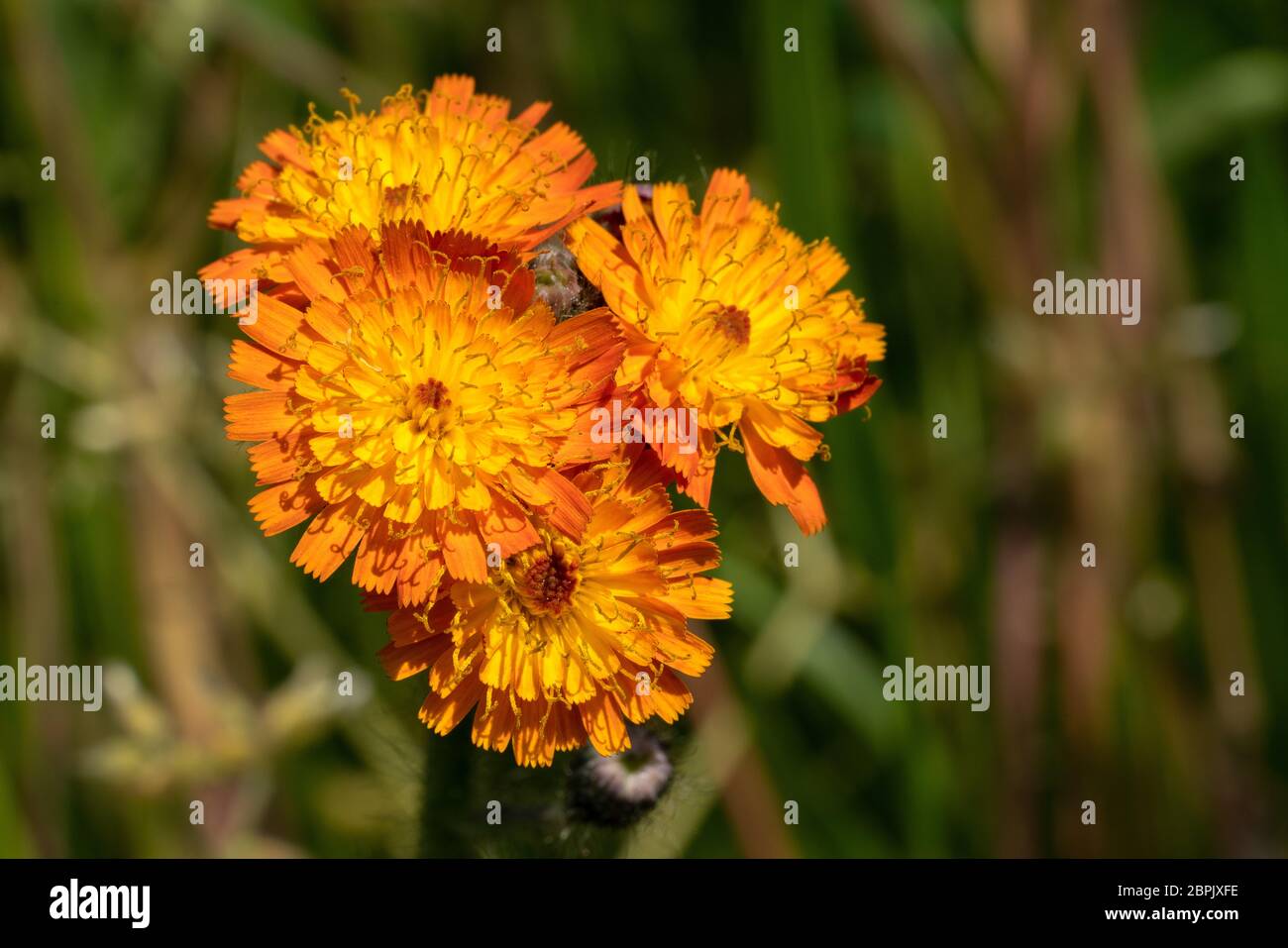 Devils paintbrush (Hieracium aurantiacum), close up of the flower head ...