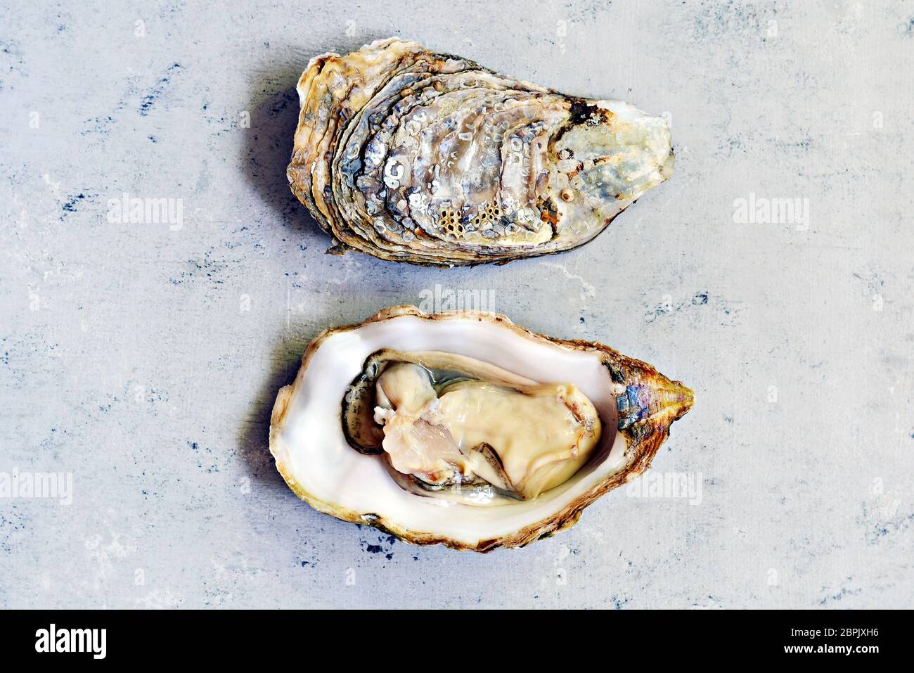 Mediterranean oysters on a light background. Sea delicacy Stock Photo ...