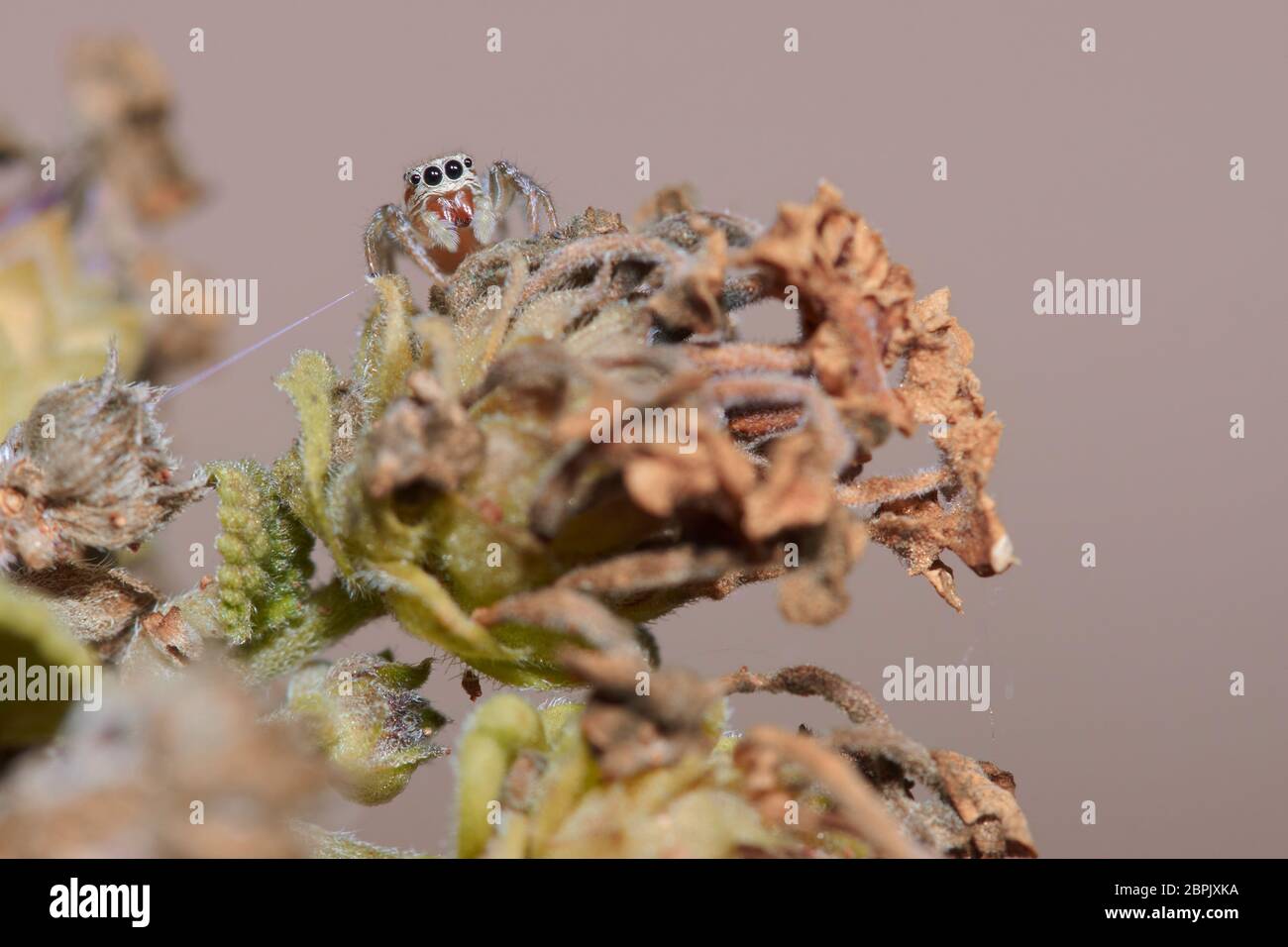 jumping spider stalking a plant Stock Photo - Alamy