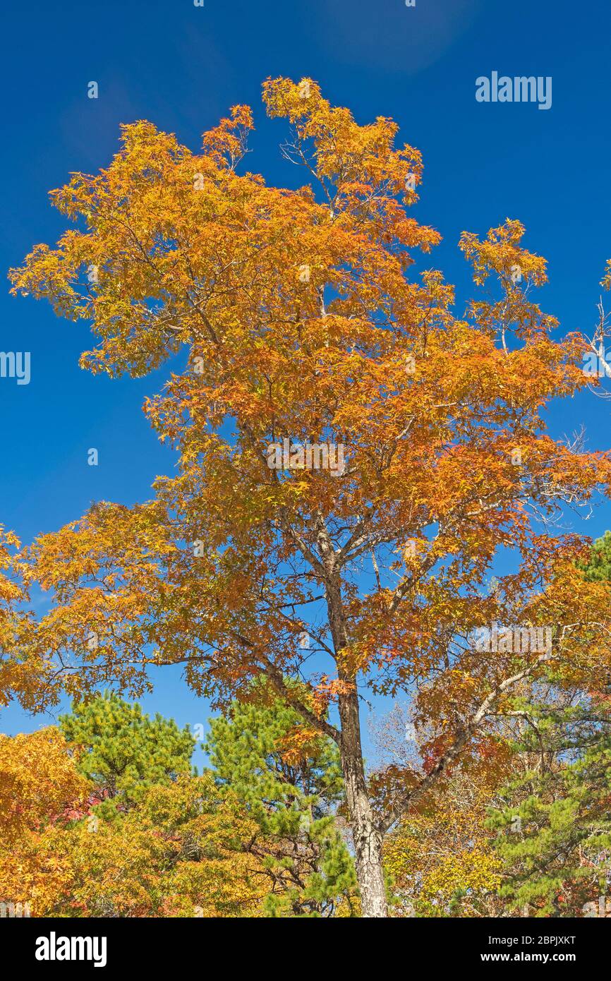 Oak Tree in Fall Colors in Cumberland Gap Historical Park in Kentucky ...