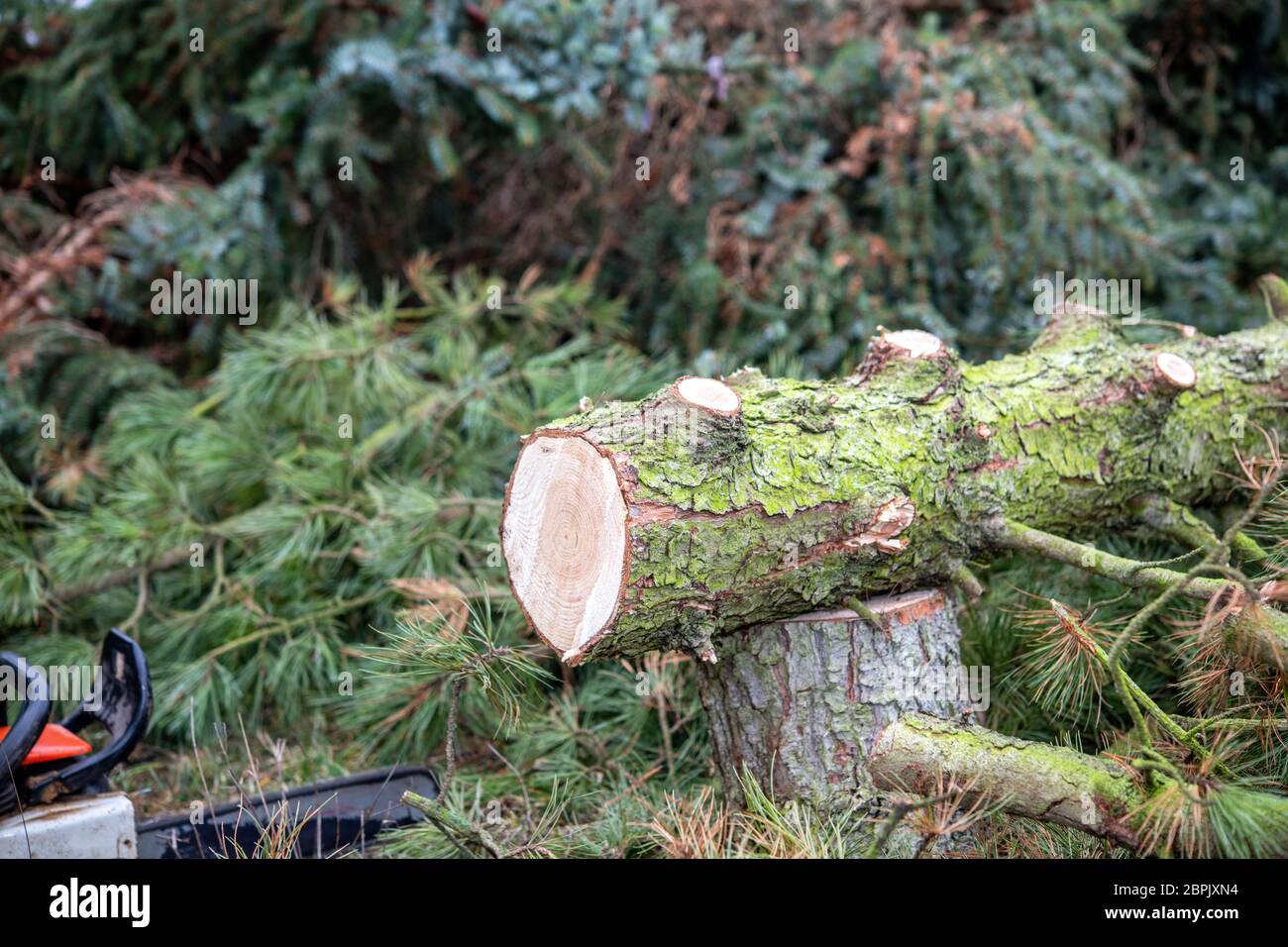 fresh felled tree with chainsaw on ground Stock Photo - Alamy