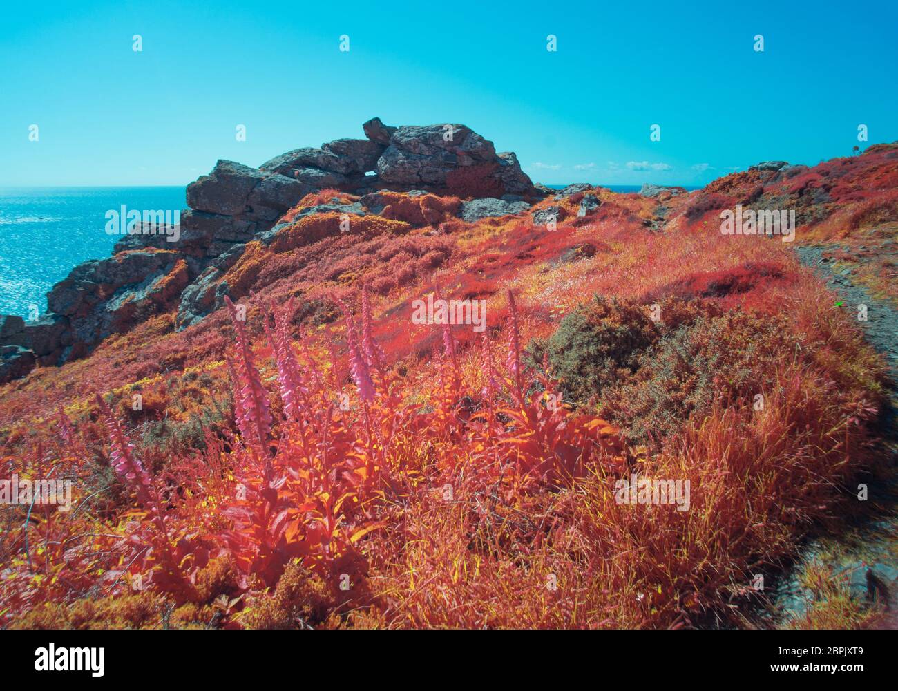 Wild foxgloves uk hi-res stock photography and images - Alamy