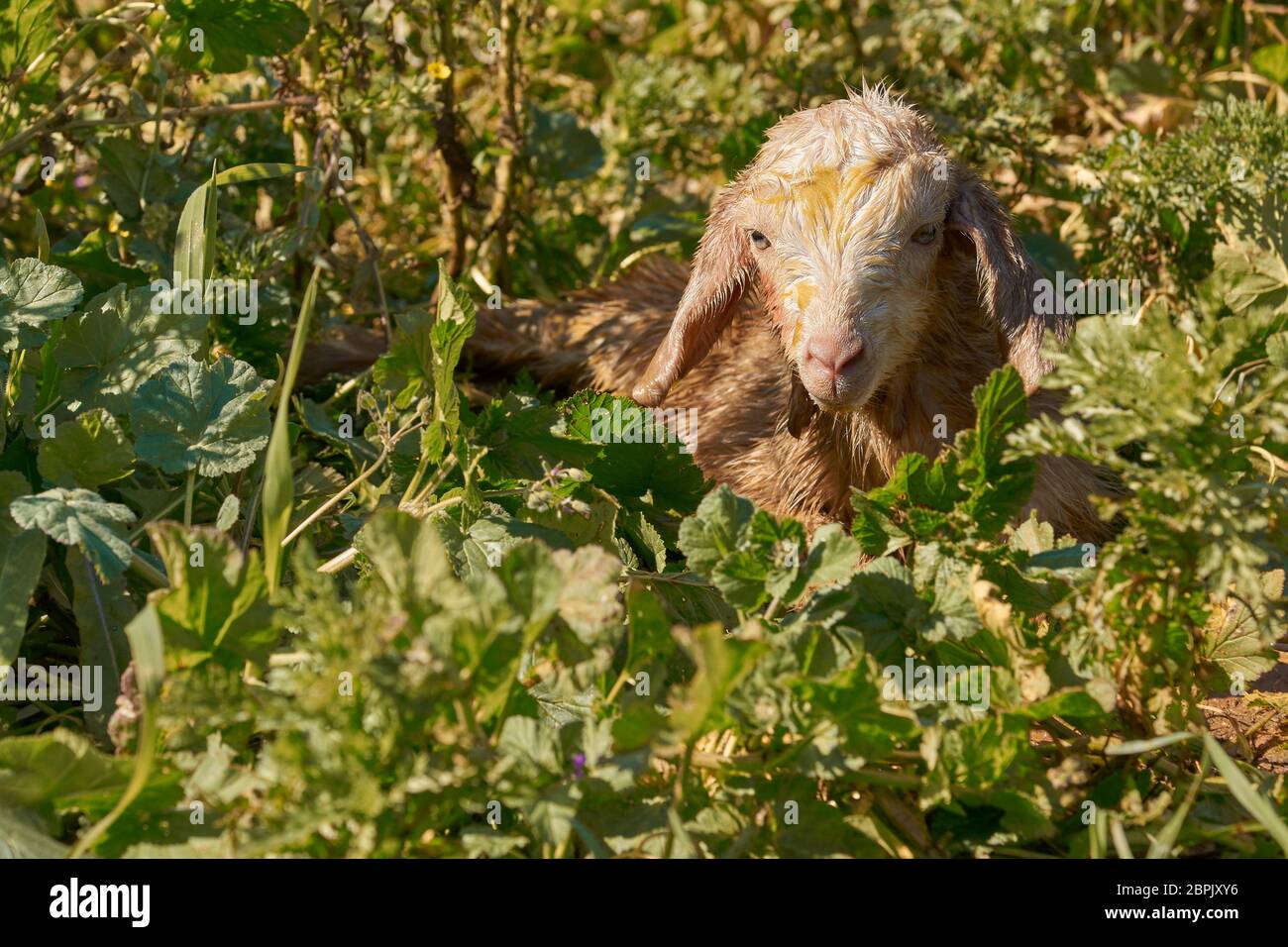 Payoya sheep hi-res stock photography and images - Alamy