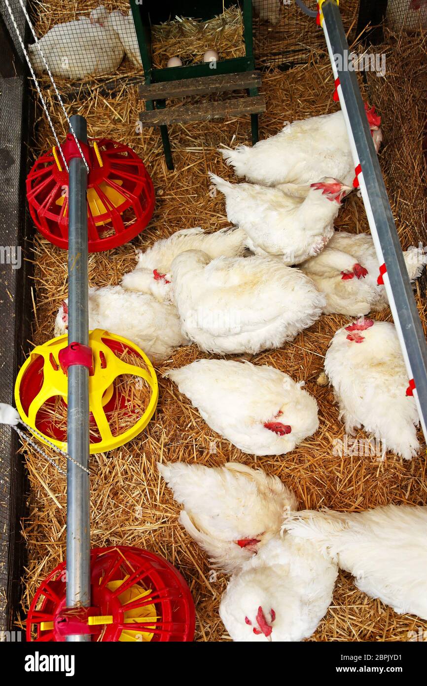 Modern hen house hi-res stock photography and images - Alamy