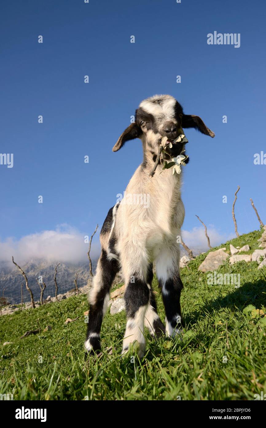 Payoya sheep hi-res stock photography and images - Alamy