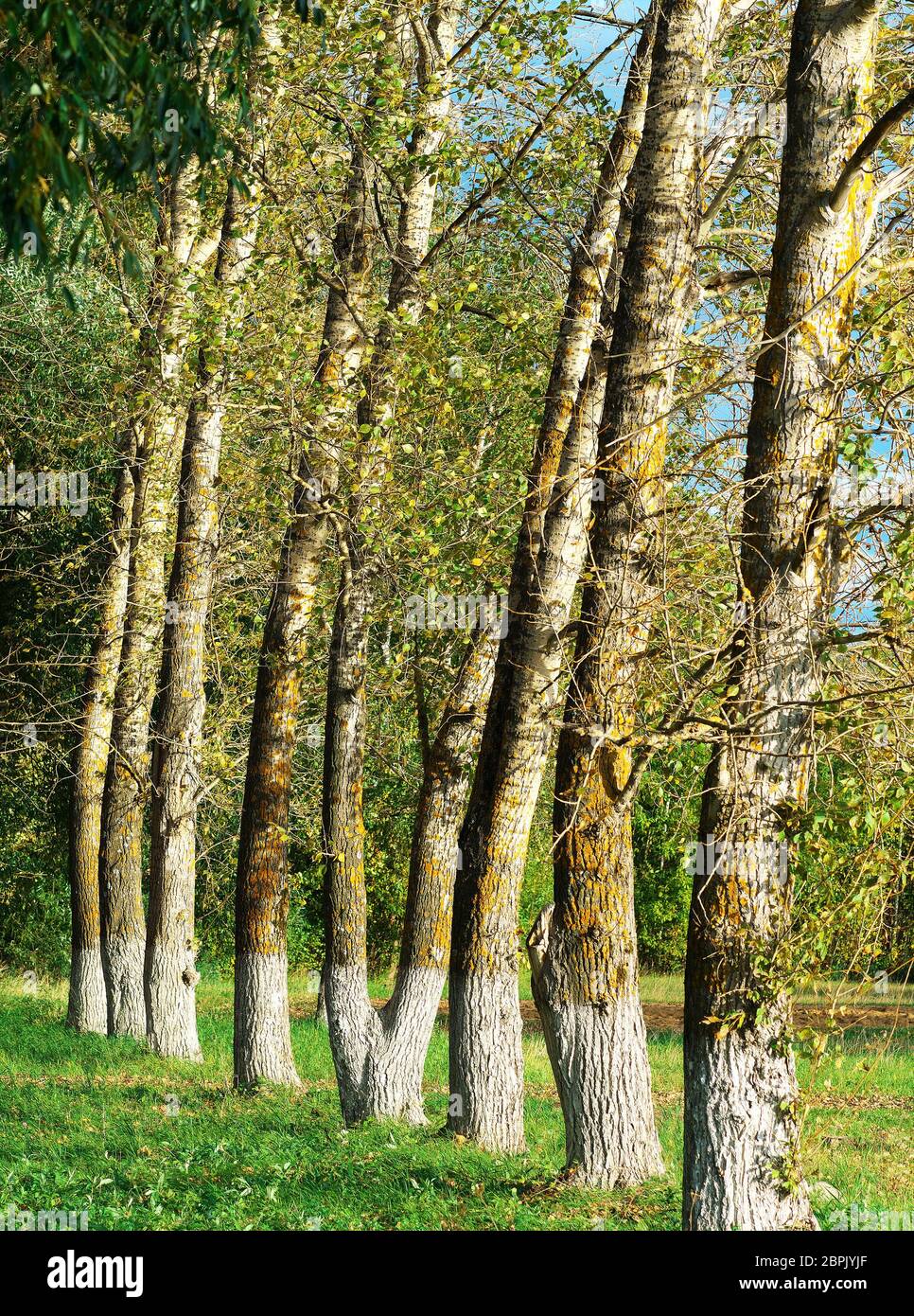 Curved whitewashed trees at autumn park landscape Stock Photo - Alamy