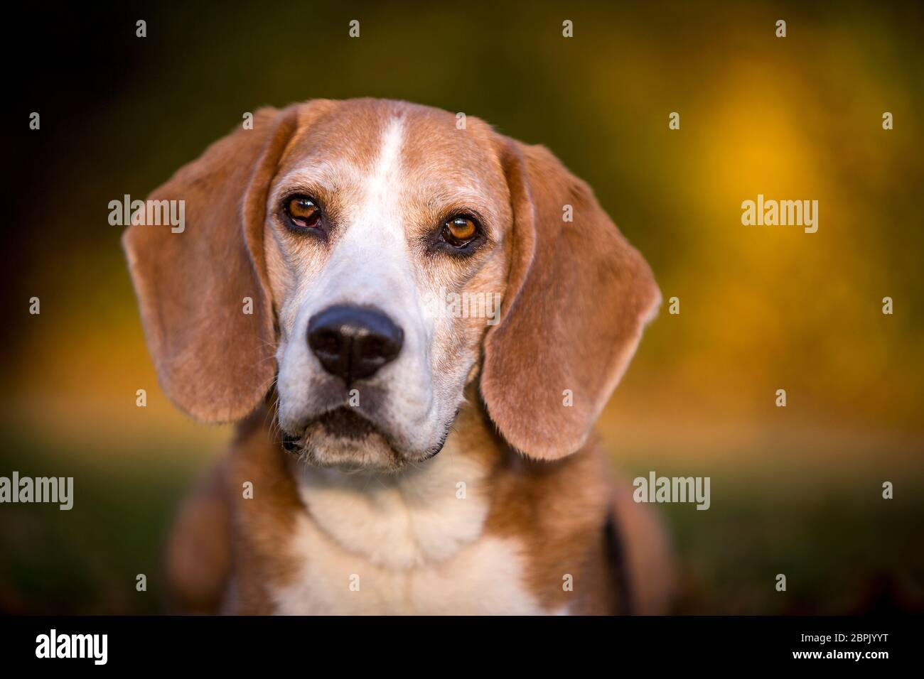 Portrait of a beagle dog in autumnal light Stock Photo - Alamy