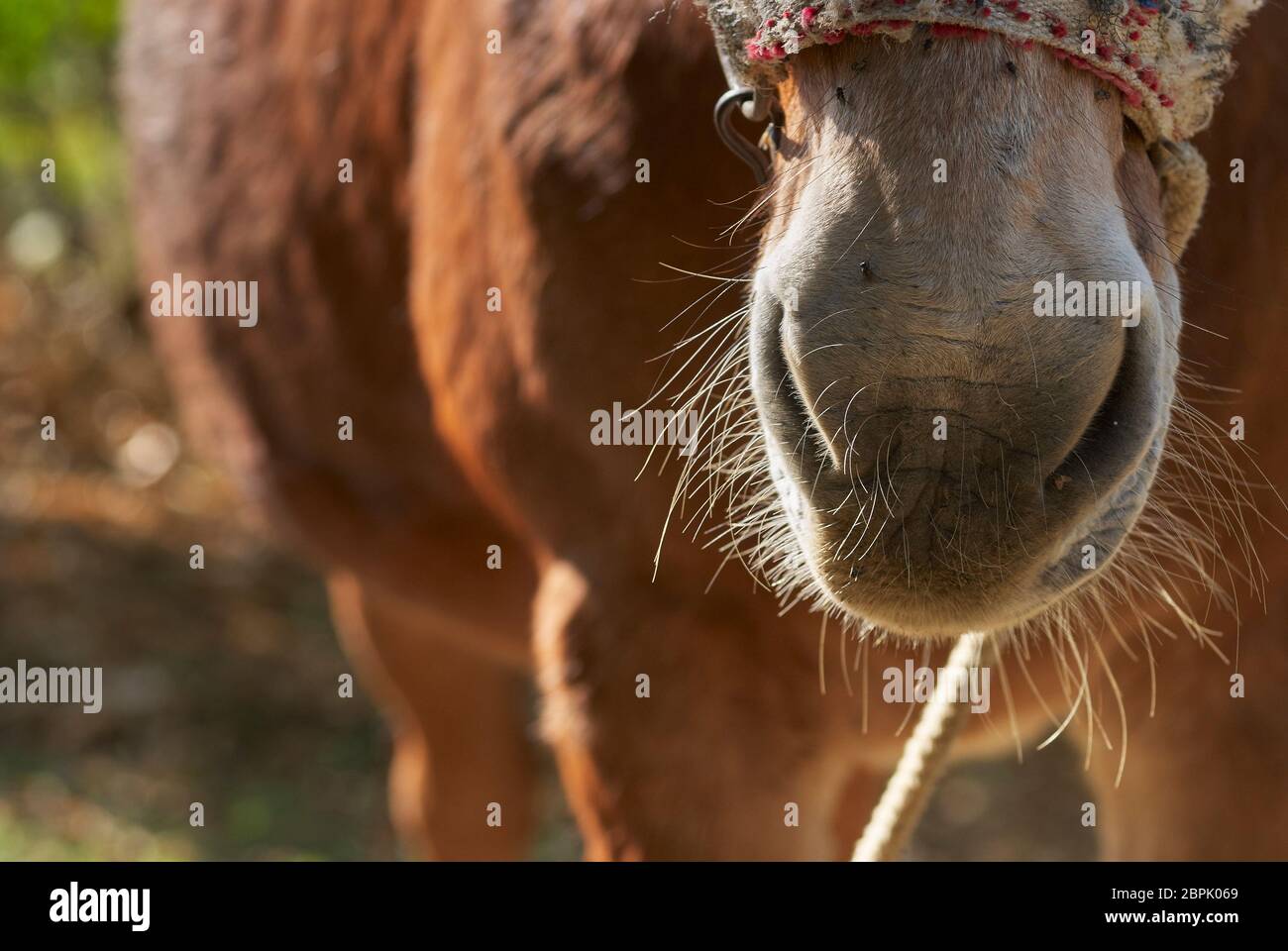 Muzzle detail hi-res stock photography and images - Alamy