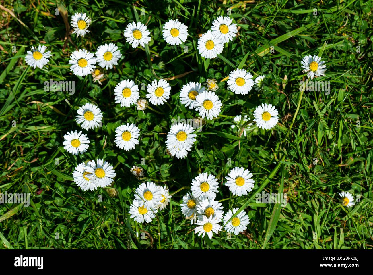 Common daisies (Bellis perennis) growing in a lawn Stock Photo - Alamy