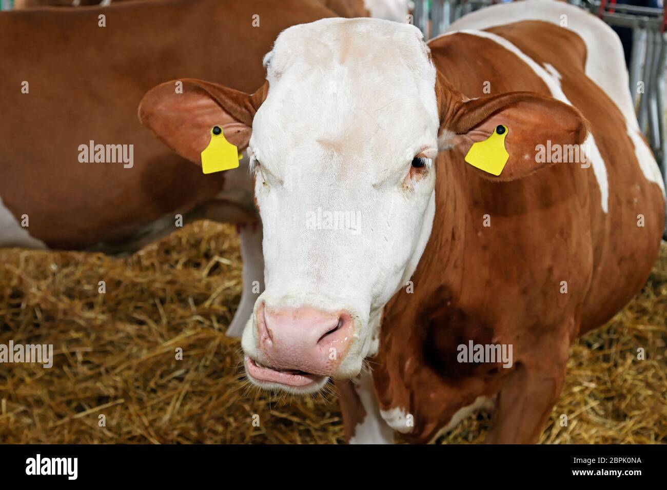 Close up shot of cow at farm Stock Photo - Alamy