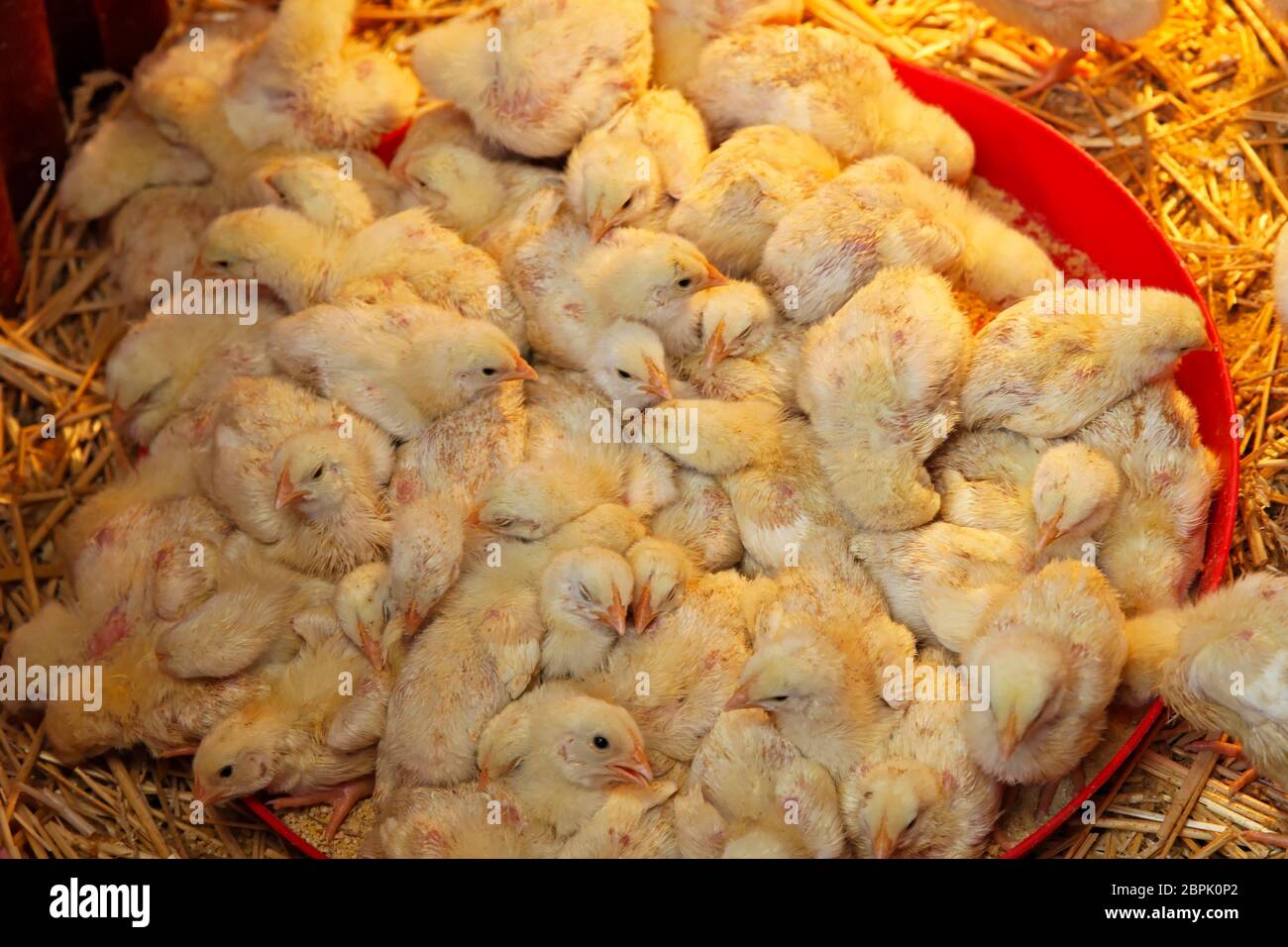 Bunch of new born small yellow chicks Stock Photo - Alamy