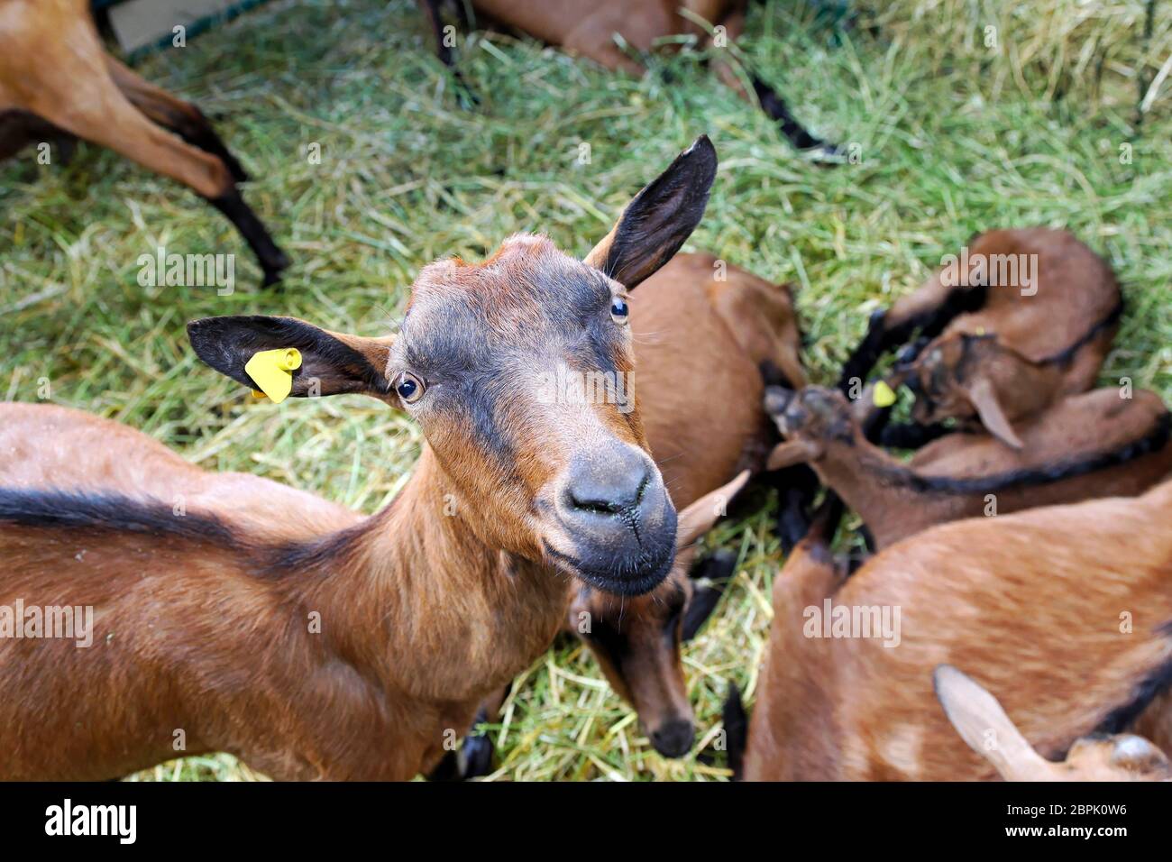 Brown goats in husbandry at animal farm hi-res stock photography and ...