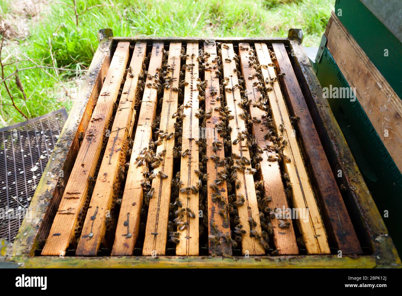 Open hive detail. Beekeeping, agriculture, rural life Stock Photo - Alamy