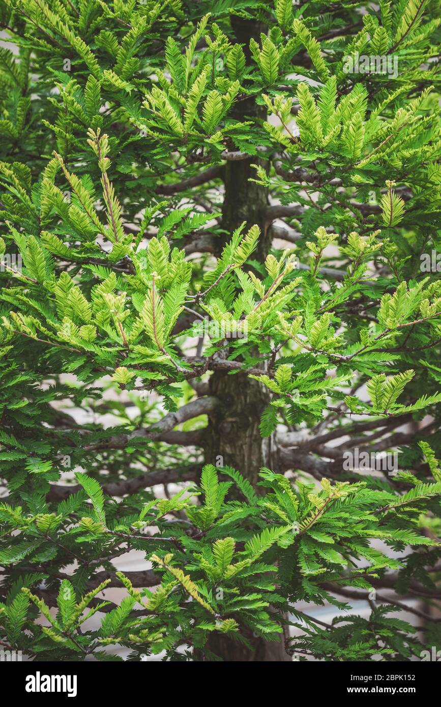 Detail of the bright green foliage of Taxodium distichum bonsai tree ...