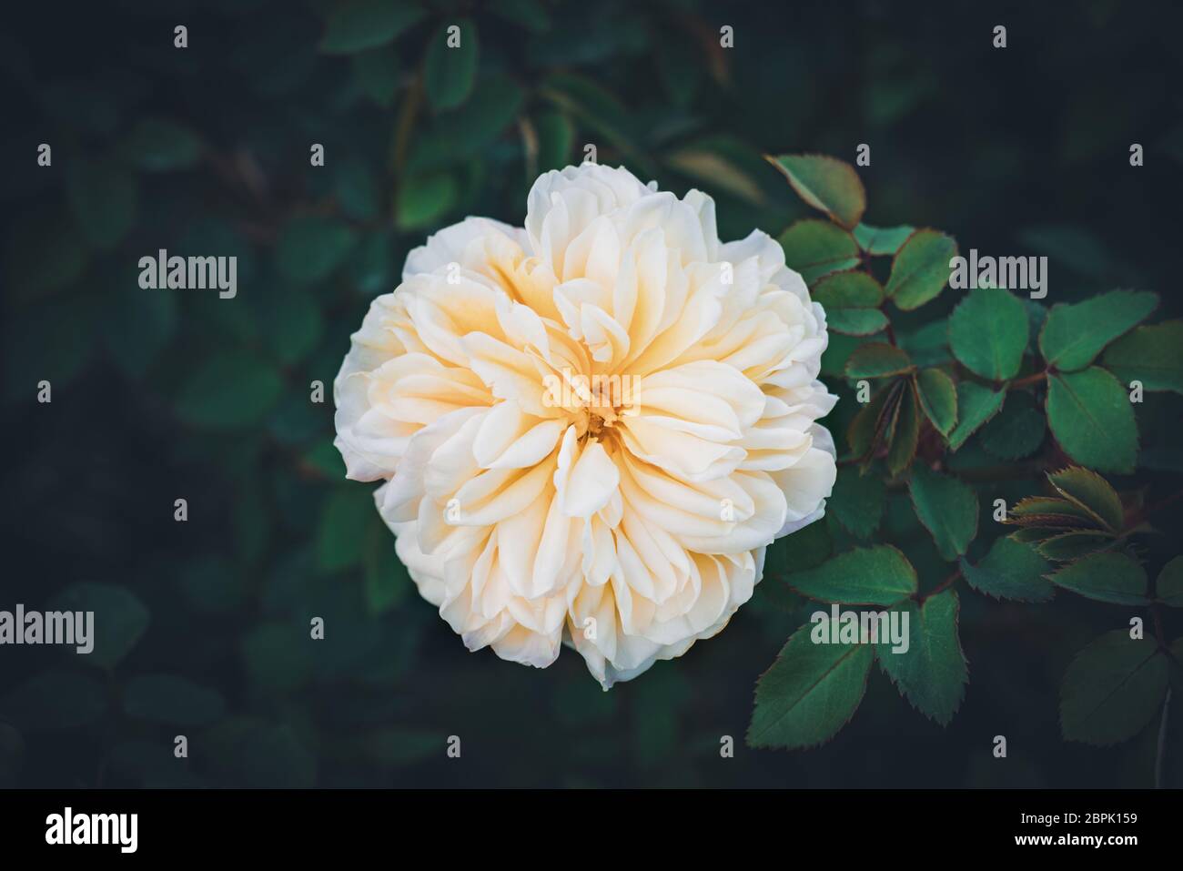 Bourbon rose hi-res stock photography and images - Alamy