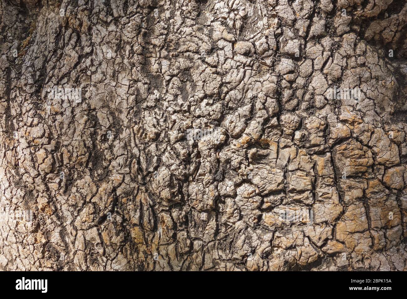 Bark texture of an evergreen Phytolacca dioica commonly known as Ombu ...