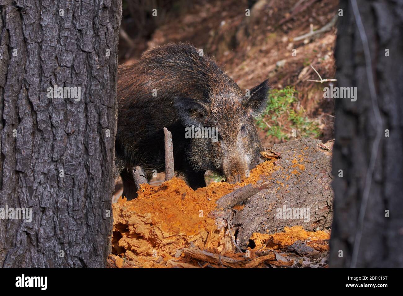European wild boar eating bark from an old log in the Sierra de las ...