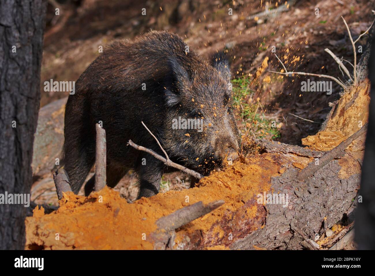Eating bark hi-res stock photography and images - Alamy