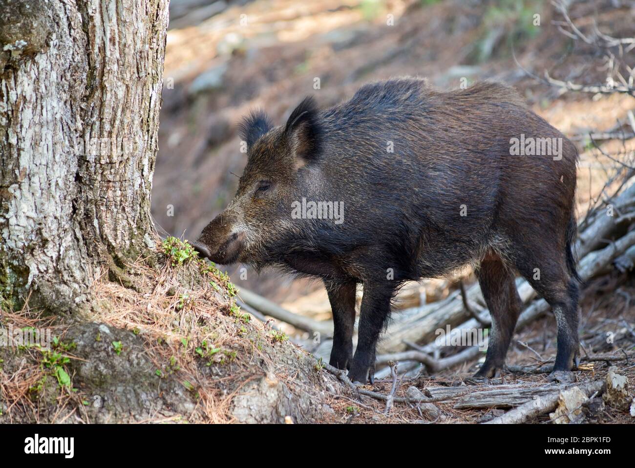 European wild boar in profile smelling a log in the Sierra de las ...