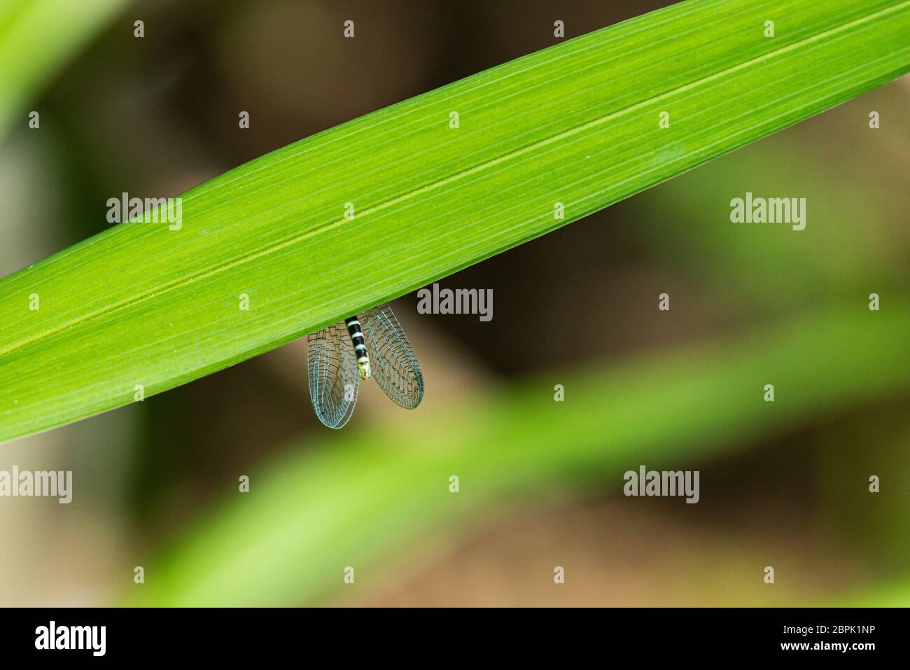 A green lacewing (Chrysopa perla) on a leaf Stock Photo - Alamy