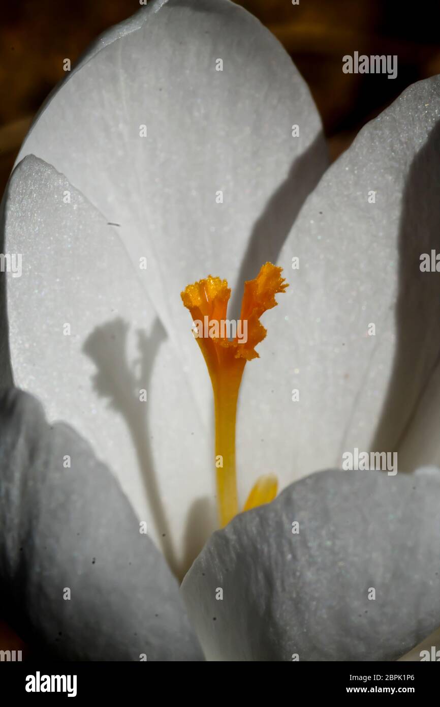 White crocus flower center Stock Photo - Alamy