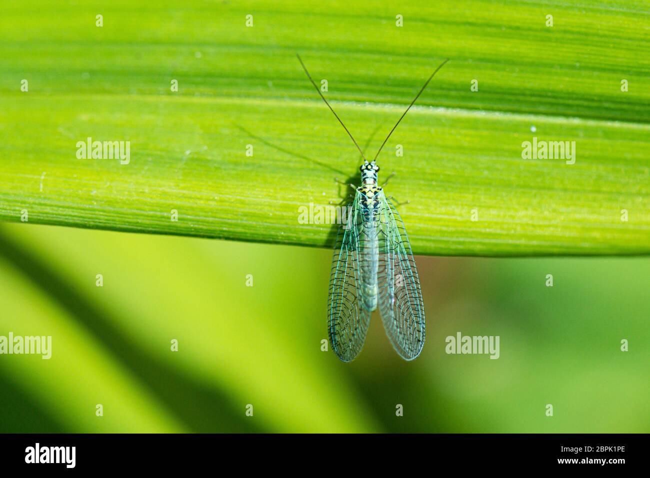 A green lacewing (Chrysopa perla) on a leaf Stock Photo - Alamy