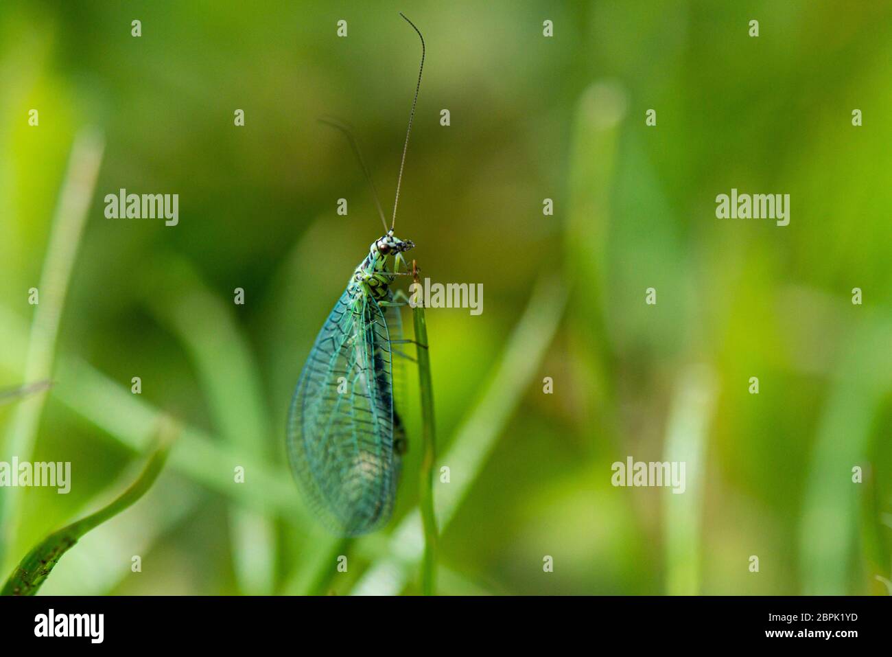A green lacewing (Chrysopa perla) on a blade of grass Stock Photo - Alamy