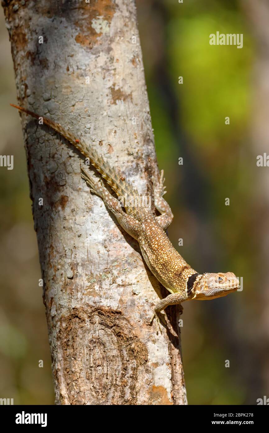 Oplurus cuvieri, known as the collared iguanid lizard, or Madagascan ...