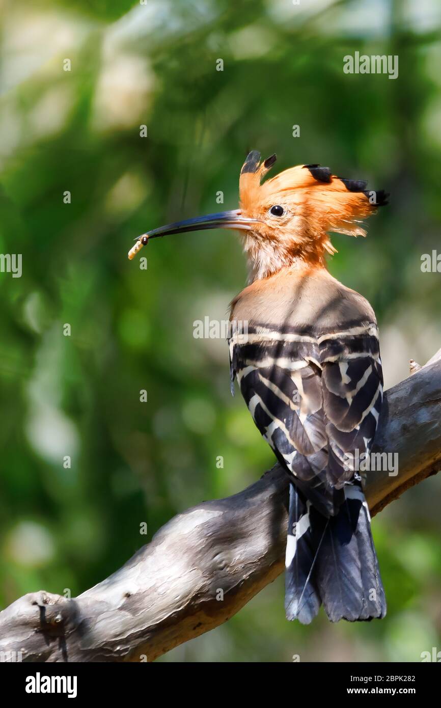 beautiful endemic bird Madagascan hoopoe, Upupa epops marginata, is a ...