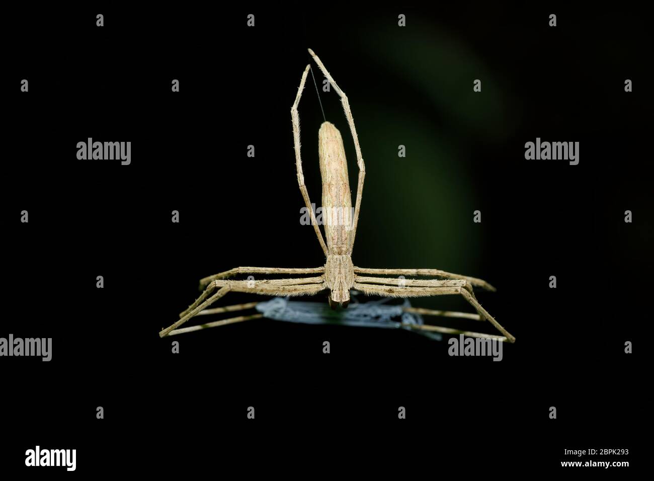 Ogre-Faced spider, Deinopis subrufa, called Rufous Net-casting spider ...