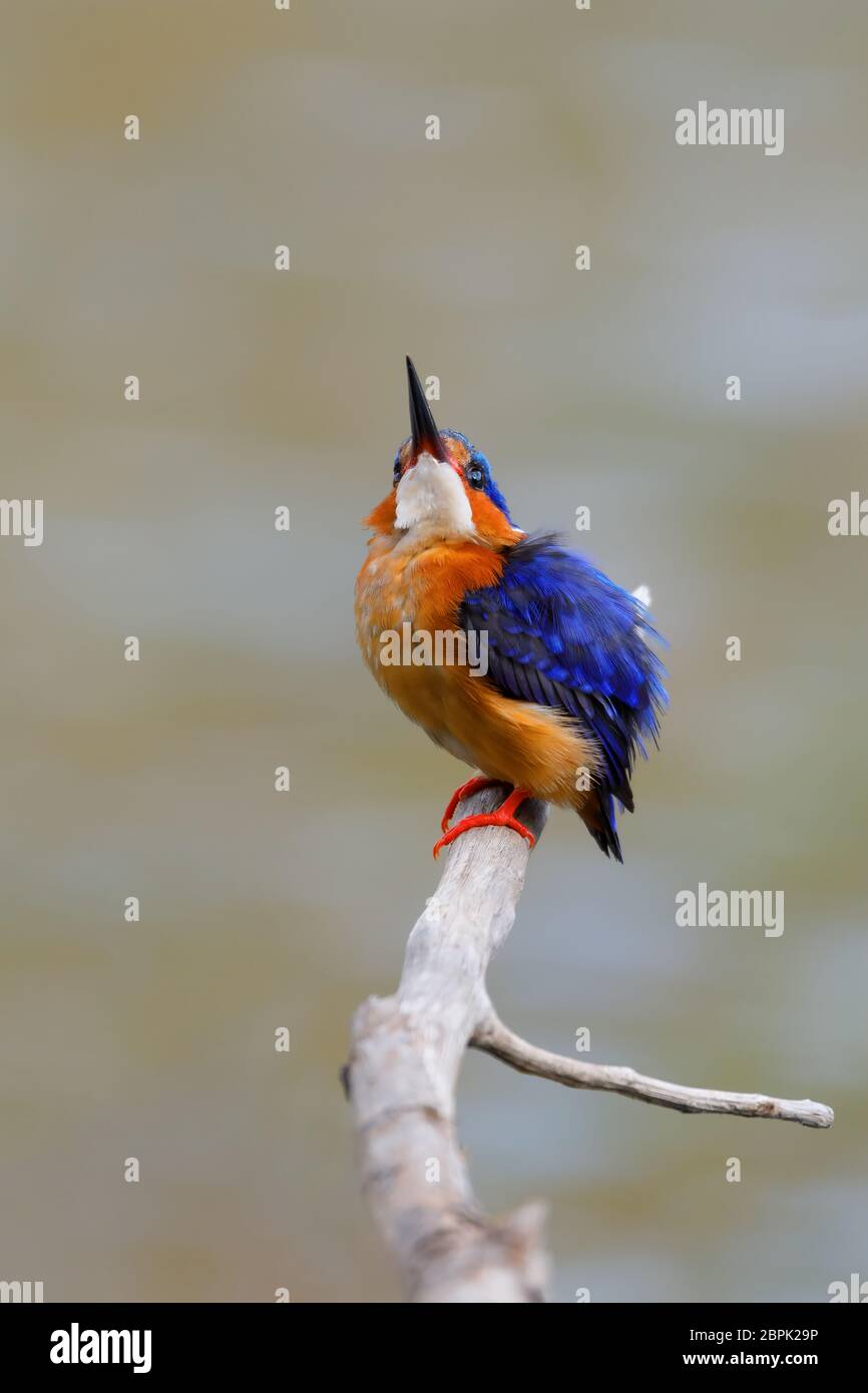 Madagascar beautiful bird kingfisher, Corythornis vintsioides, sitting ...
