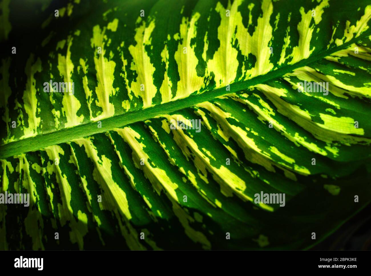 Dramatic green garden leaf background Stock Photo - Alamy