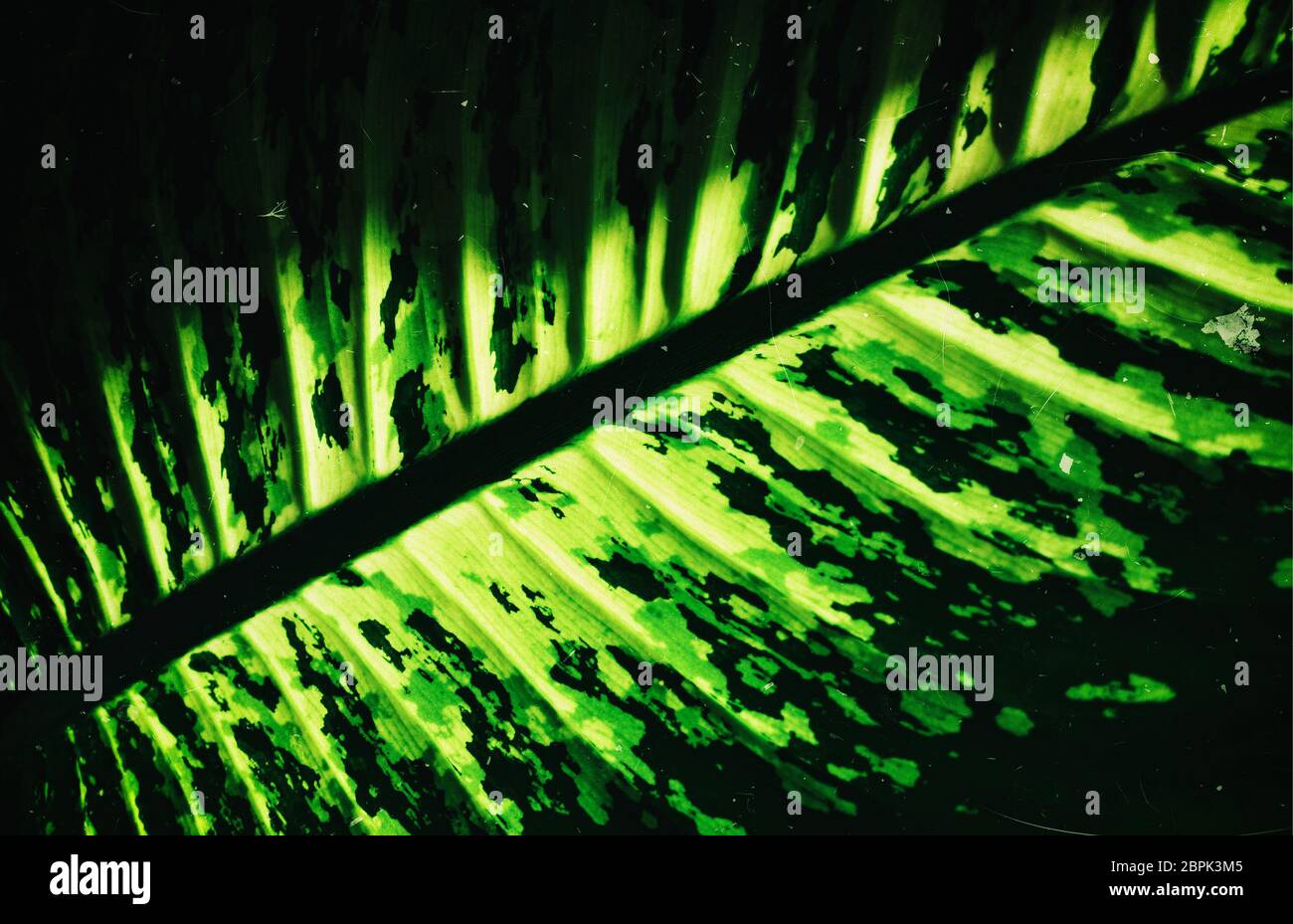 Dramatic green leaf nature background Stock Photo - Alamy