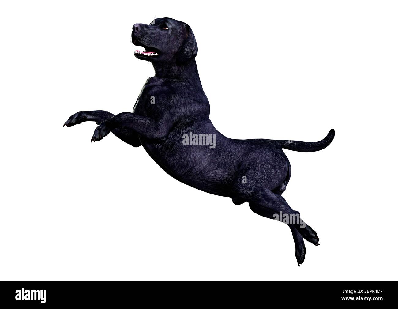 3D rendering of a black labrador dog isolated on white background Stock ...