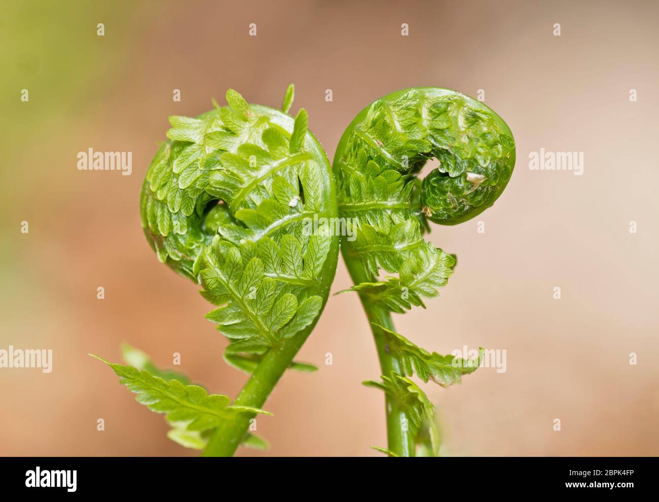 Two fern fiddleheads back to back Stock Photo - Alamy