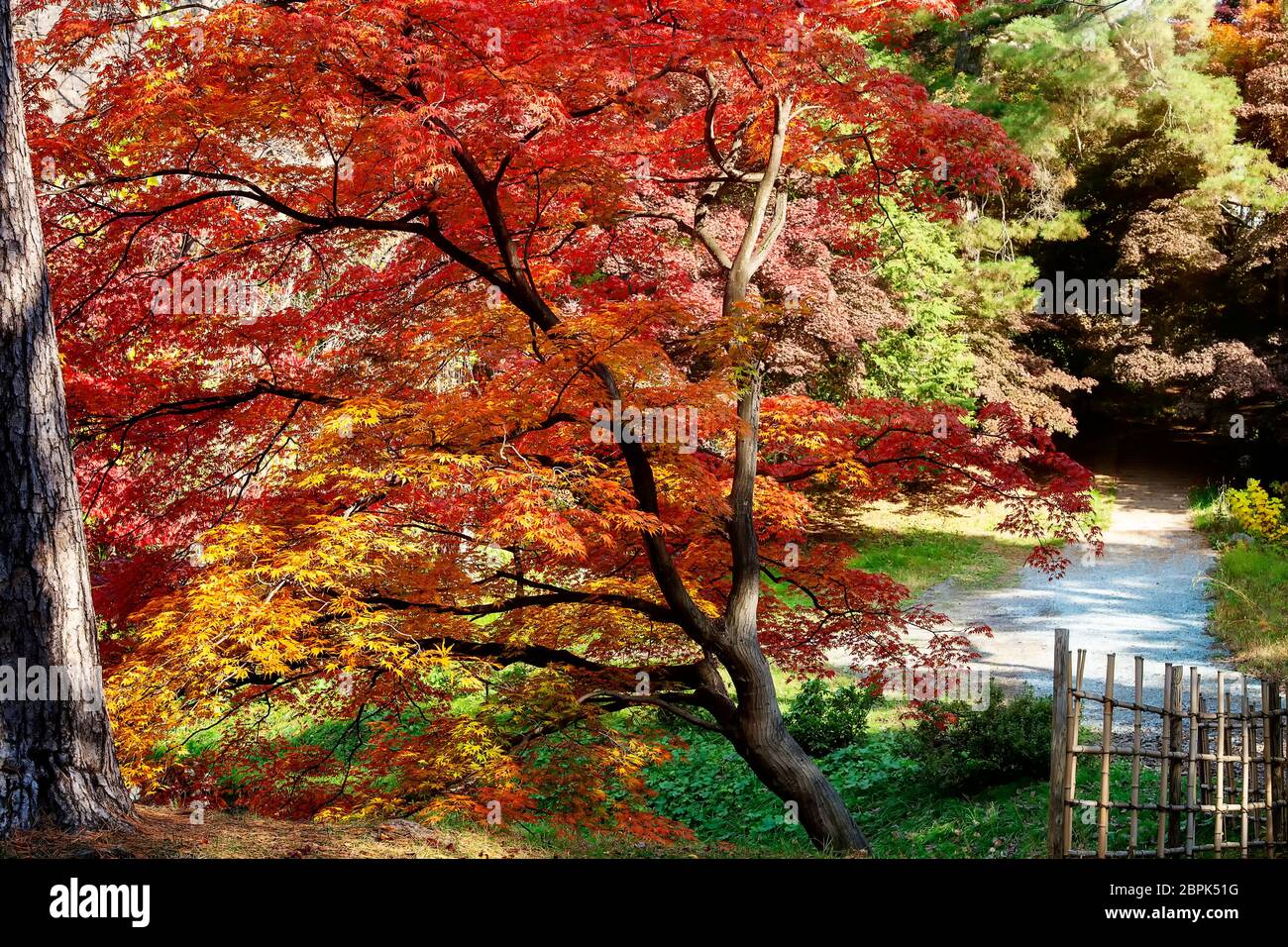 The Red maple leaves border at autumn forest, blurred background. Season changing. A tree branch ...