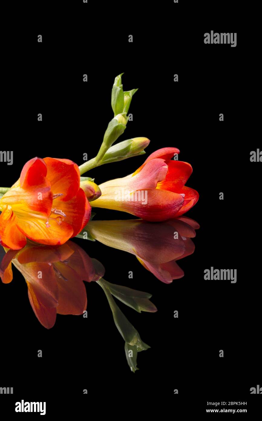Flowers of beautiful red freesia isolated on black background, reflection Stock Photo - Alamy