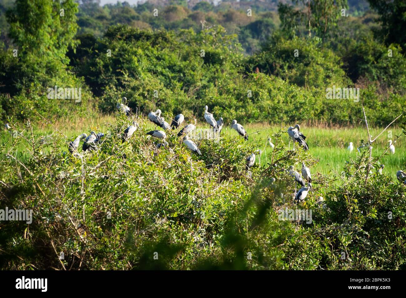 Great Egret Meeting Place, flock of birds sitting together Stock Photo ...