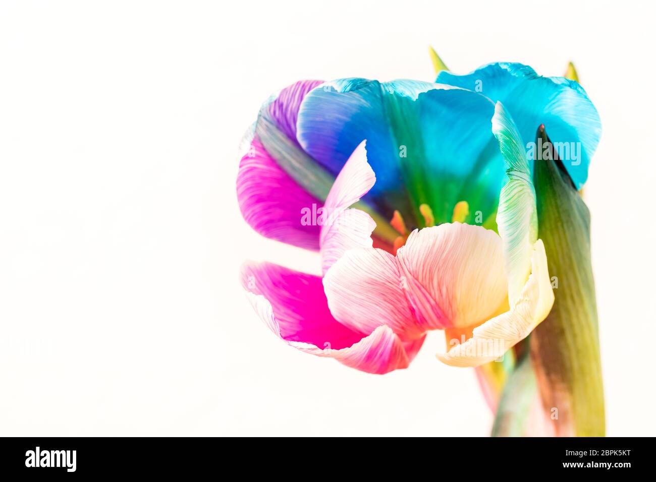 A colorful rainbow tulip Stock Photo - Alamy