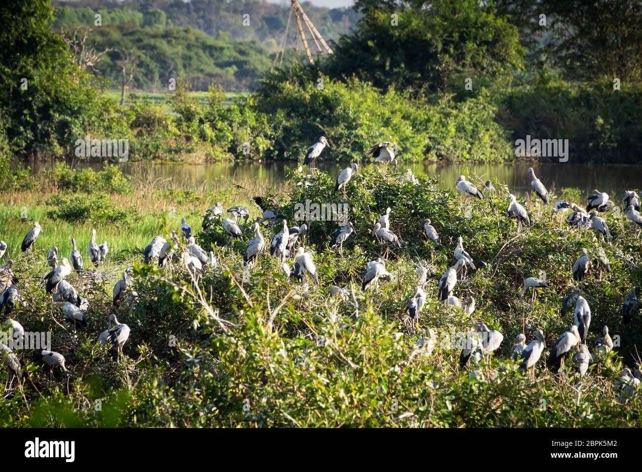 Great Egret Meeting Place, flock of birds sitting together Stock Photo ...