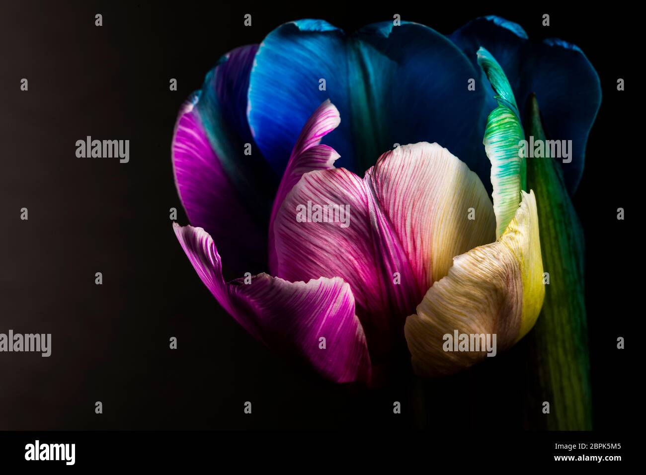 A colorful rainbow tulip Stock Photo - Alamy