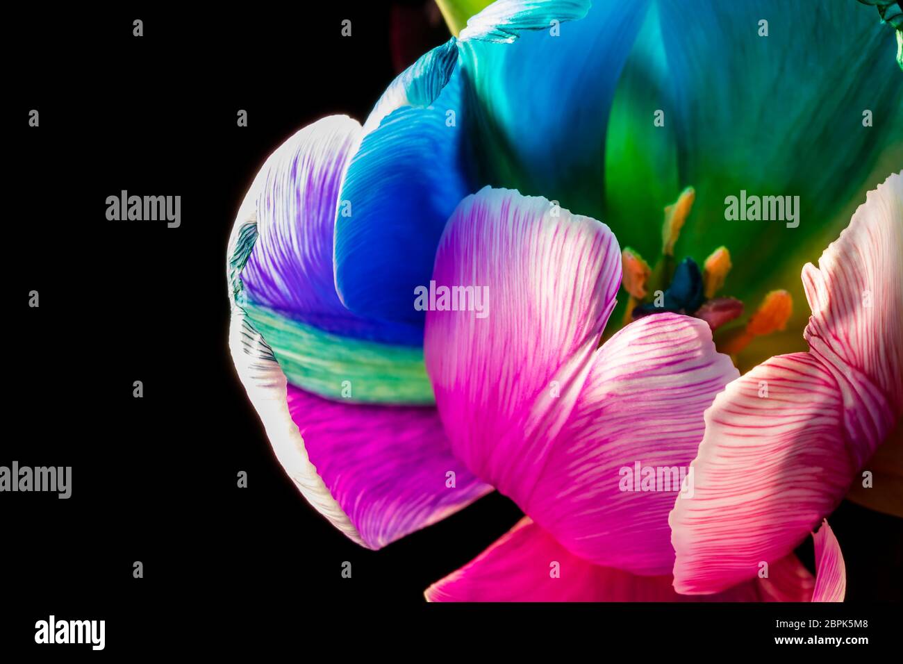 A colorful rainbow tulip Stock Photo - Alamy