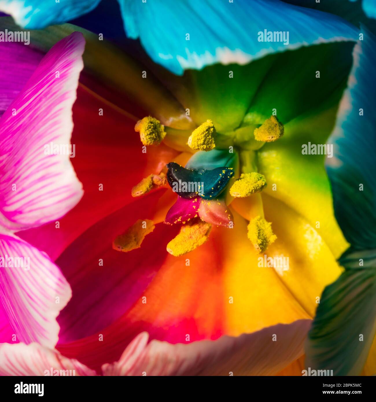 A colorful rainbow tulip Stock Photo - Alamy
