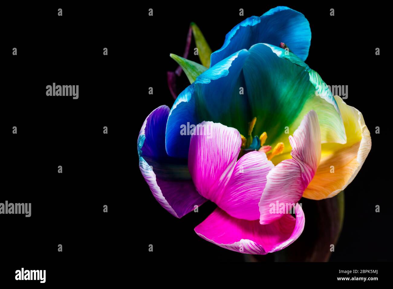 A colorful rainbow tulip Stock Photo - Alamy