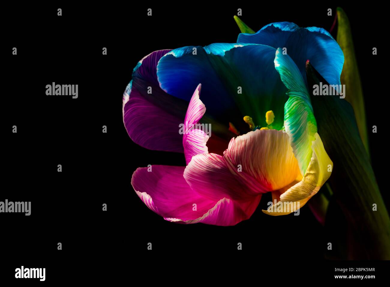 A colorful rainbow tulip Stock Photo - Alamy