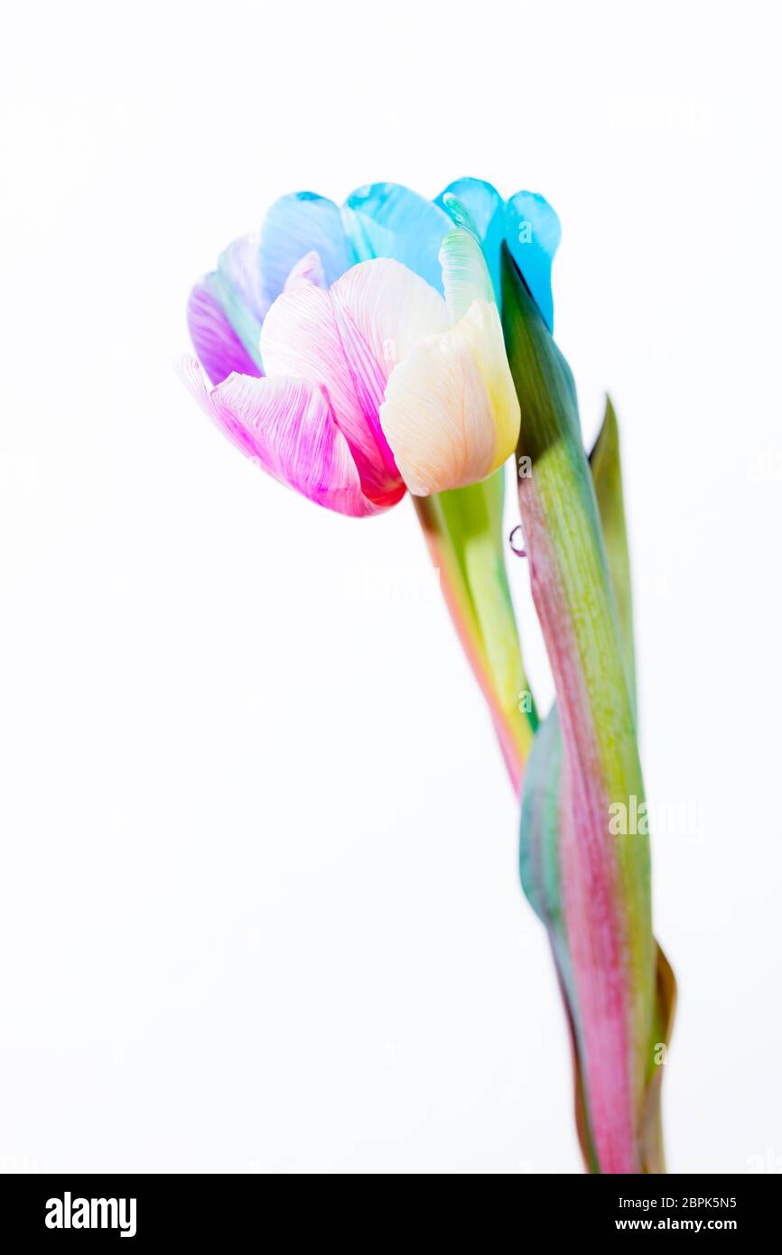 A colorful rainbow tulip Stock Photo - Alamy