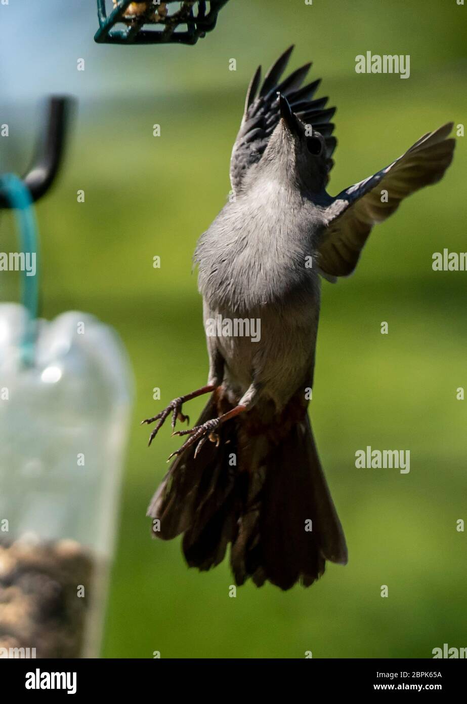 Catbird in flight hi-res stock photography and images - Alamy