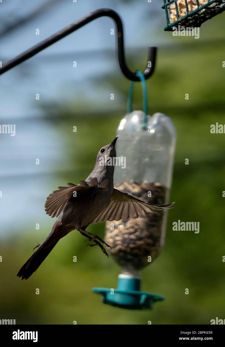 Catbird in flight hi-res stock photography and images - Alamy