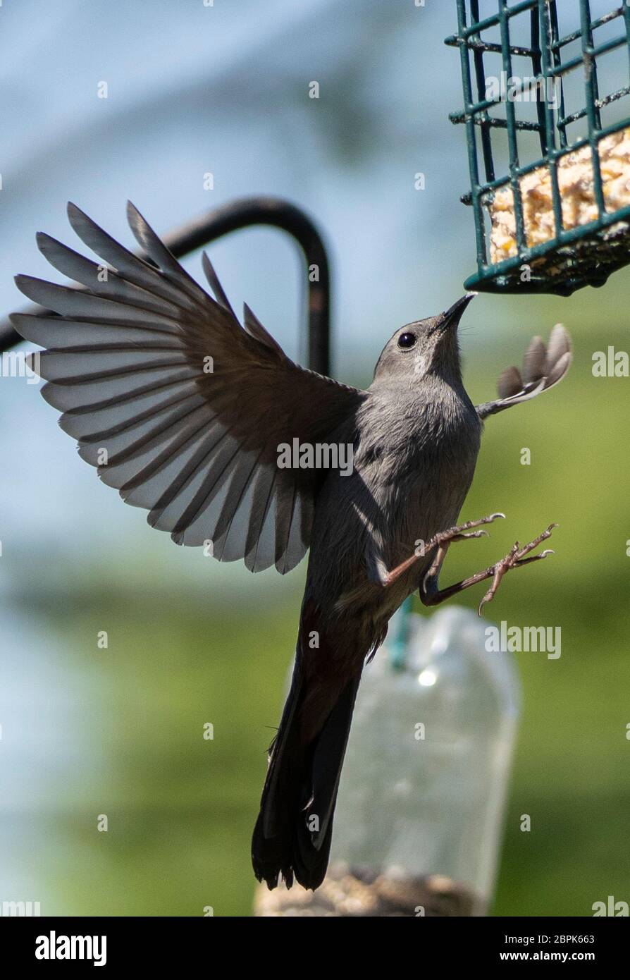 Bird zooming hi-res stock photography and images - Alamy